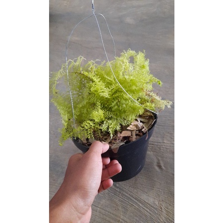 Jual pakis embun rimbun | Shopee Indonesia