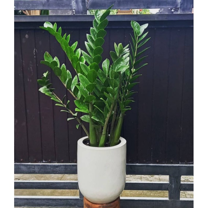 Jual TANAMAN HIAS ZZ PLANT / ZAMIOCULCAS ZAMIIFOLIA / POHON DOLLAR ...