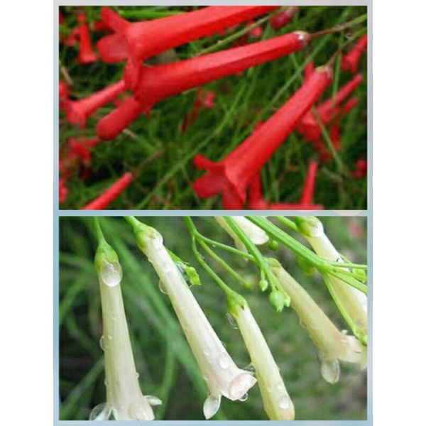 Jual Tanaman Hias Rosalia Indah Bunga Merah dan Putih/Bunga Air Mancur ...