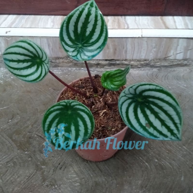 Jual Peperomia Watermelon Daun Jumbo - Tanaman Hias | Shopee Indonesia