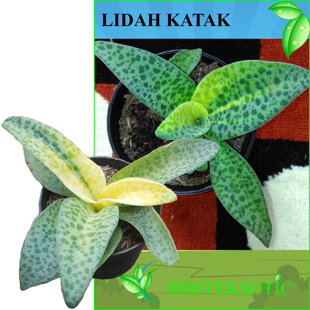 Jual Tanaman Lidah Katak | Shopee Indonesia