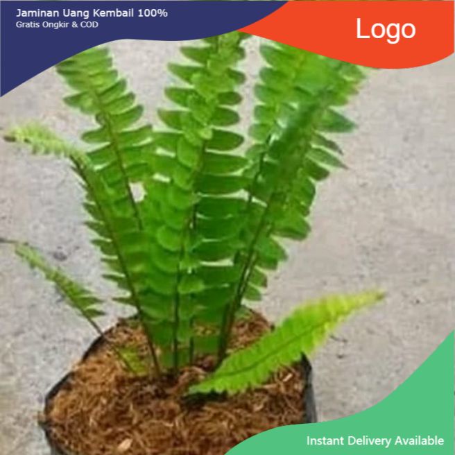 Jual Tanaman hias pakis Boston - pohon pakis kelabang | Shopee Indonesia