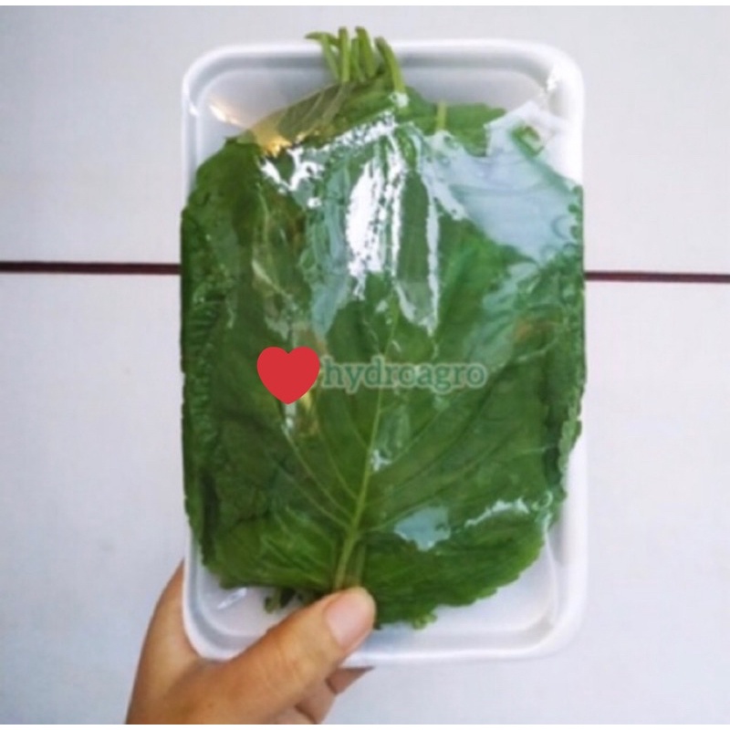 Jual Daun Wijen Korea Korean Bbq Perilla Shiso Sesame Leaf Kkaennip ...