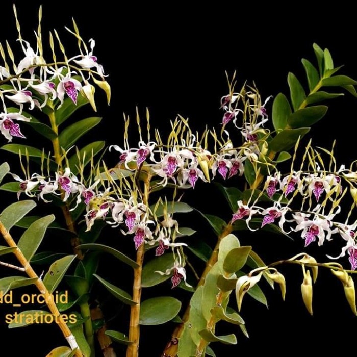 Jual Anggrek Dendrobium Stratiotes Dewasa new terlaris | Shopee Indonesia