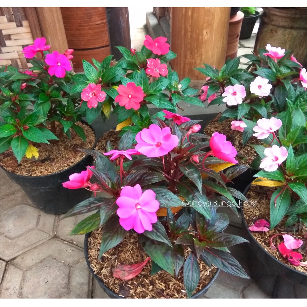 Jual BUNGA PACAR AIR BERVARIASI siap berbunga - Bunga kampung | Shopee ...