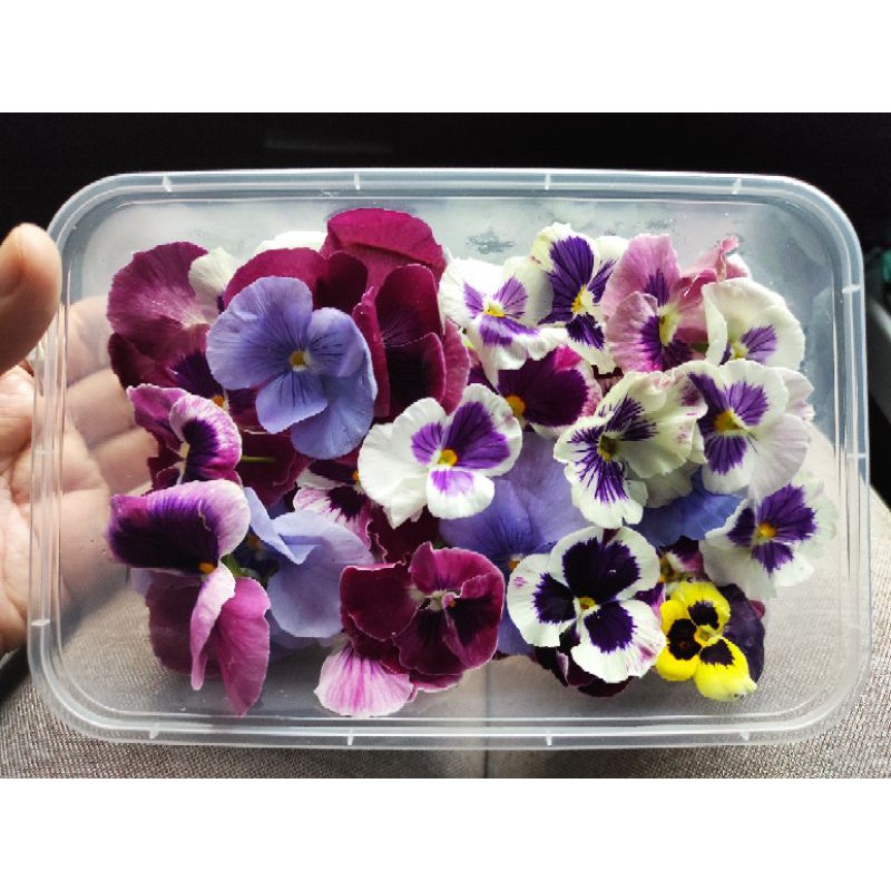 Jual Edible Flower Pansy | Shopee Indonesia
