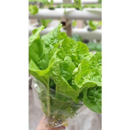 Jual Sayur Sam Hong hidroponik GOOD VEGGIE segar dan Fresh tanpa bahan ...