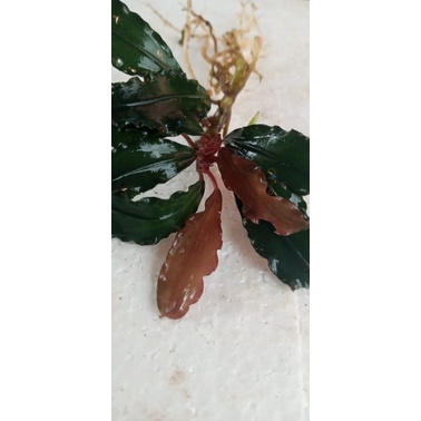 Jual Bucephalandra Pucuk Pink Sekadau Aquatic Plant Tanaman aquascape ...