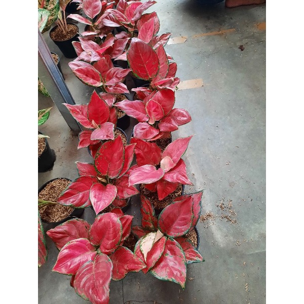 Jual paket 3 pohon ( 2 dut anja,1 red anja) | Shopee Indonesia