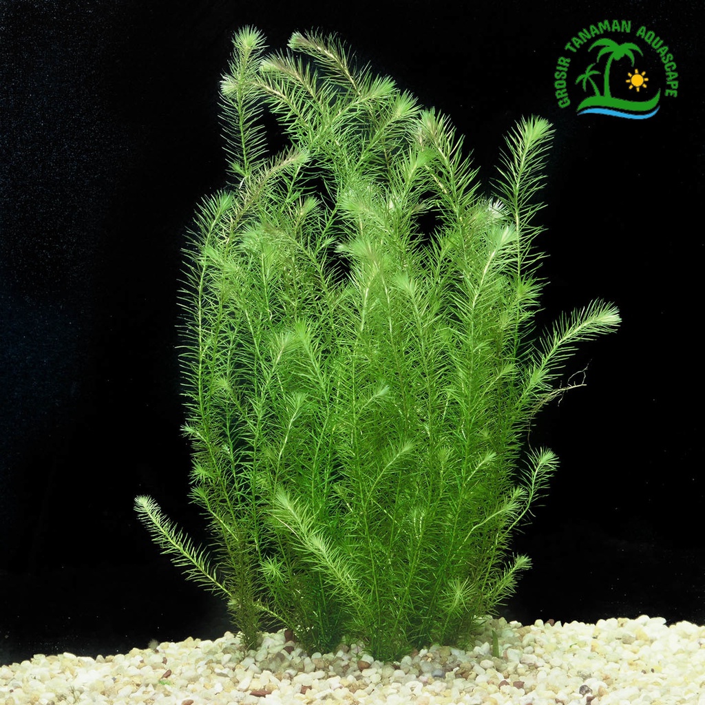 Jual [ Paket 100 Batang ] Mayaka Tanaman Aquascape - Tanaman Air ...