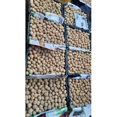 Jual benih kentang G1 Granola L(15kg-) | Shopee Indonesia