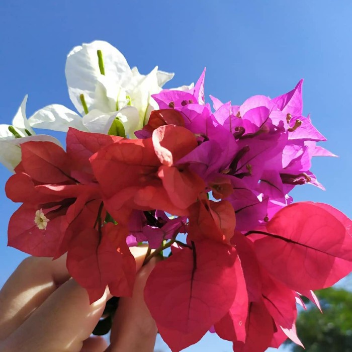 Jual Tanaman Hias Bunga Bougenville Varigata 1pohon 3 Warna Bunga