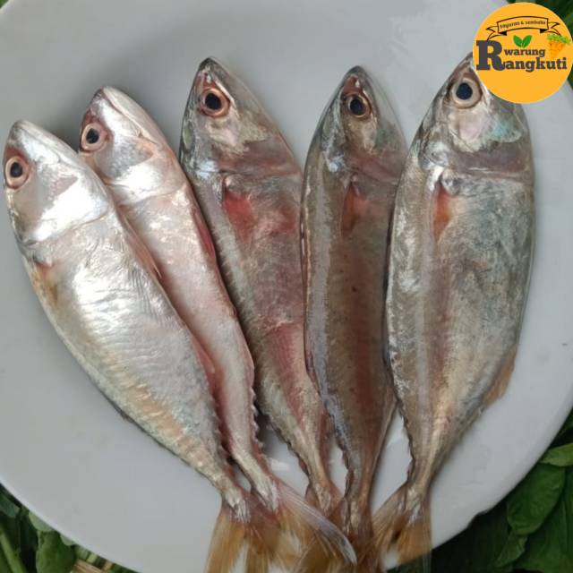 Jual gembung gepeng | Shopee Indonesia