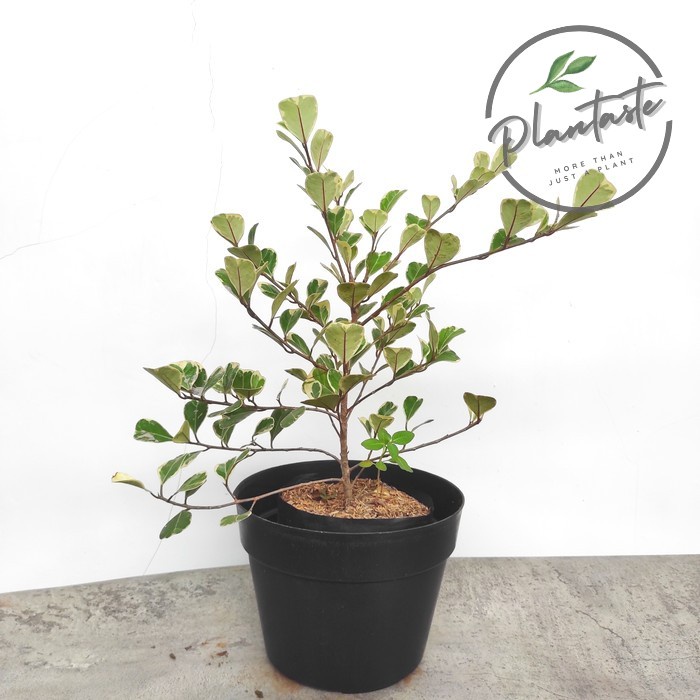 Jual Triangle Fig Ficus Triangularis Sweetheart Variegated | Indoor ...