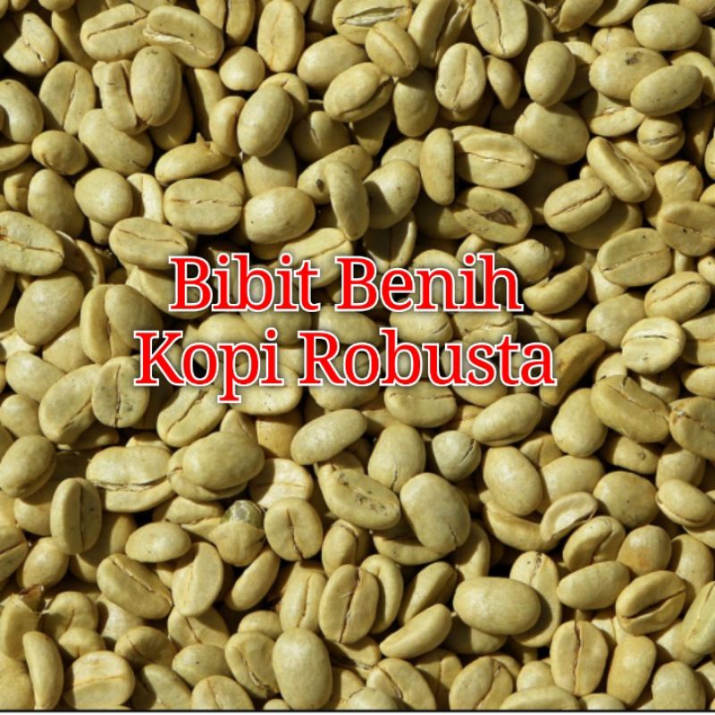 Jual Robusta Bibit Kopi Robusta 1.000 butir Benih seed Bibit Biji Kopi ...