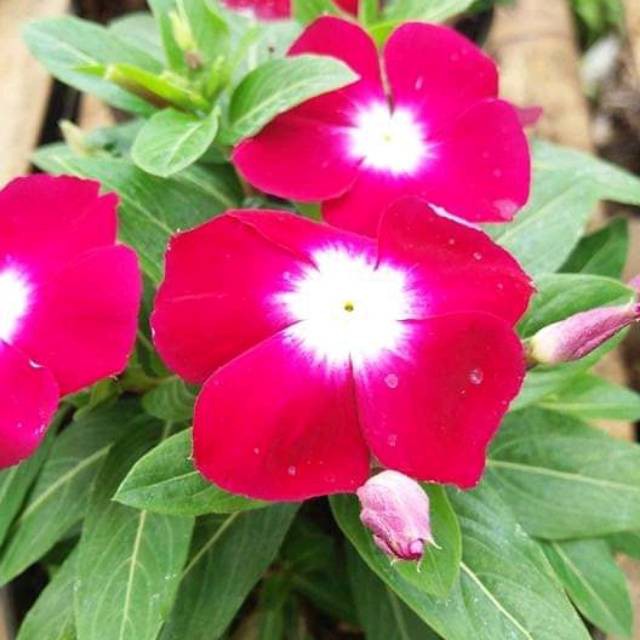 Jual biji benih bunga vinca merah bintik putih (10 biji) | Shopee Indonesia