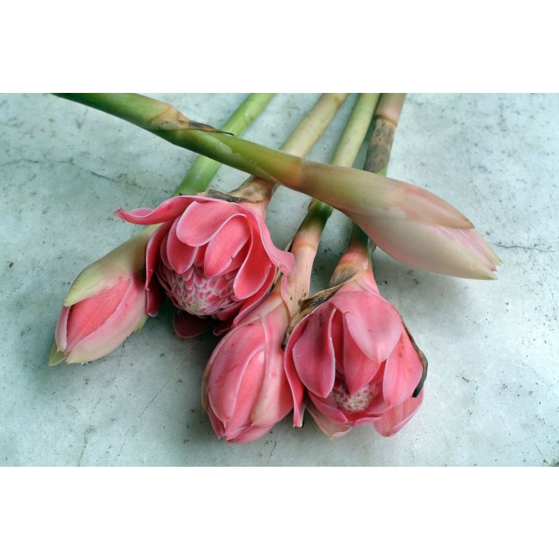 Jual Bunga Kecombrang Bunga Honje Kincung Kincong Rombeh | Shopee Indonesia