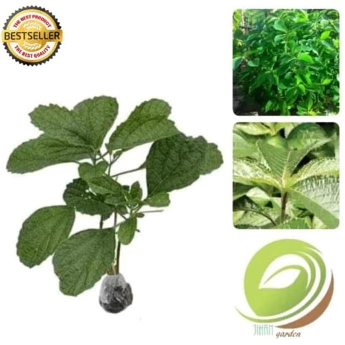 Jual Pnp Bibit Tanaman Daun Keji Beling/Keci/Kicah/Pohon Pecah Beling ...