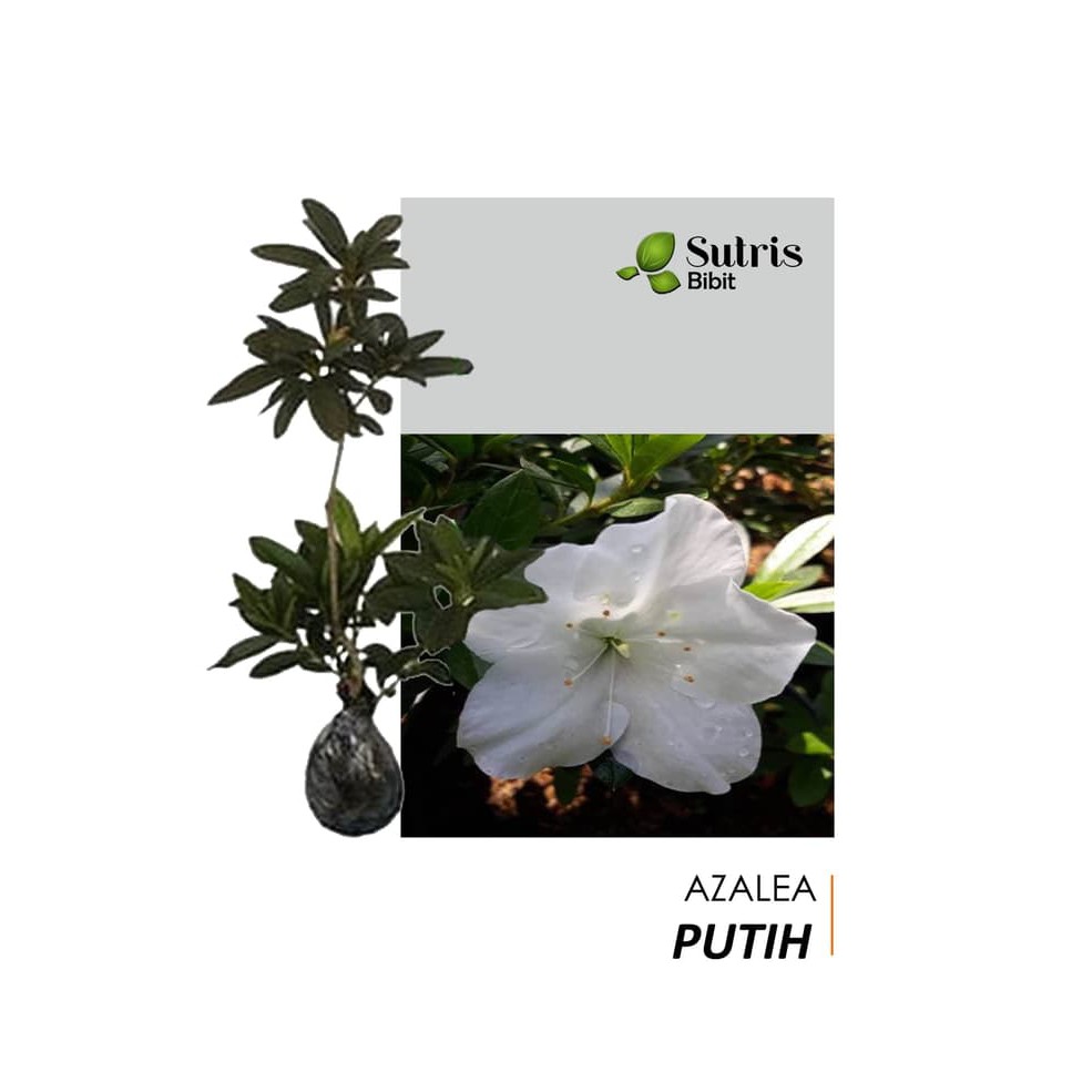 Jual Tanaman Bunga Azalea Putih Berbunga | Shopee Indonesia