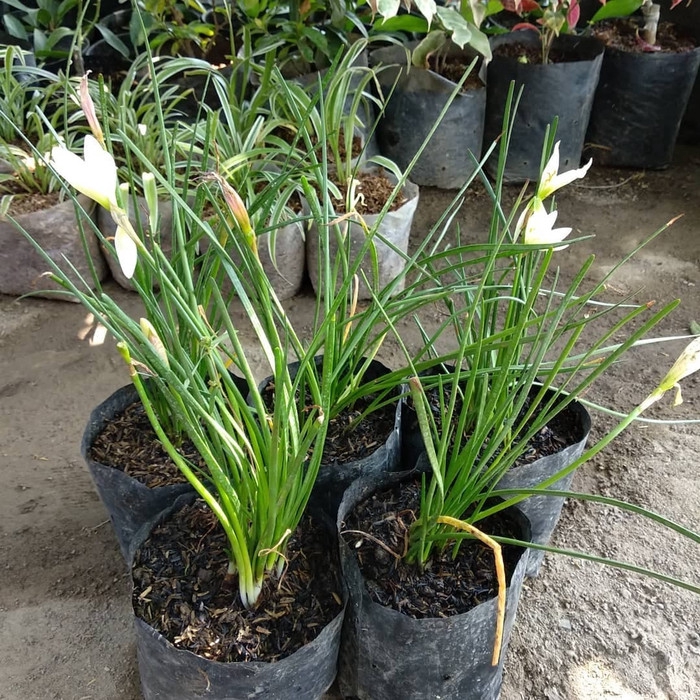Jual Tanaman hias kucai bunga - lili putih - bunga lili | Shopee Indonesia