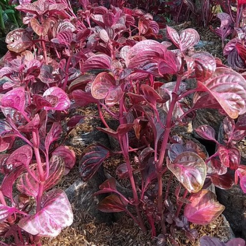 Jual Benih Bayam Merah 1Kg Benih Hydroponic Microgreen Bagus Murah ...