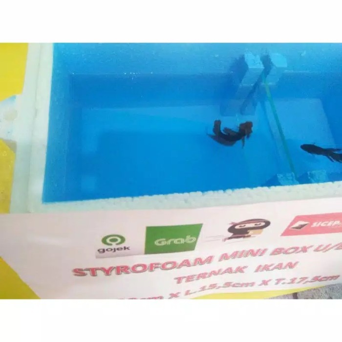Jual PAKET BREEDING IKAN CUPANG LENGKAP | Shopee Indonesia