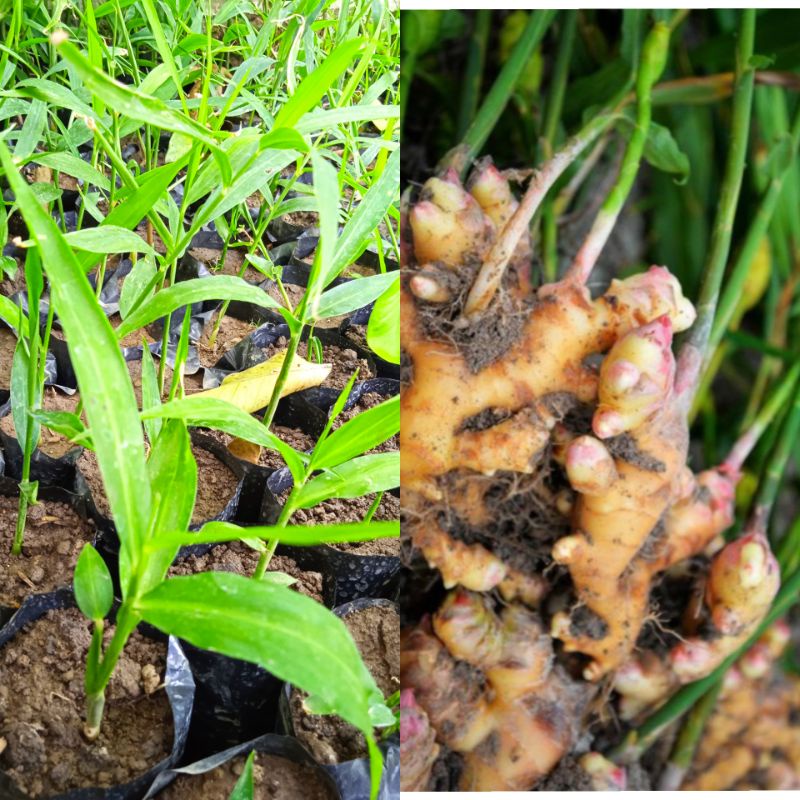 Jual bibit jahe merah unggul | Shopee Indonesia