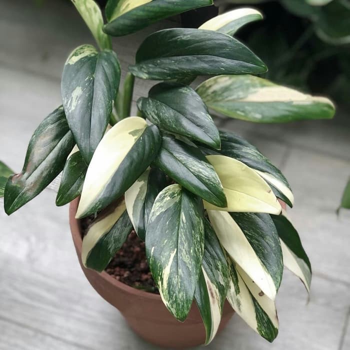 Jual Philodendron monstera standleyana cobra variegated putih | Jenis ...