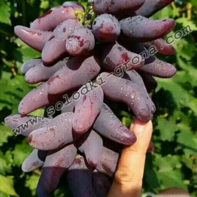 Jual Bibit Anggur import Oscar bibit anggur unggul, bibit anggur murah ...