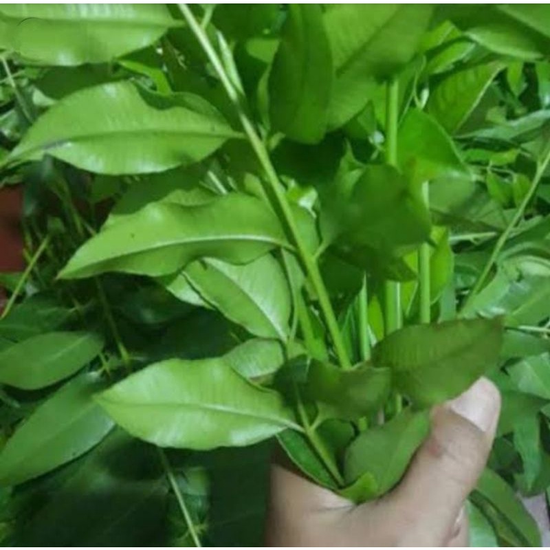 Jual Daun Kedondong Segar Satu Tangkai | Shopee Indonesia