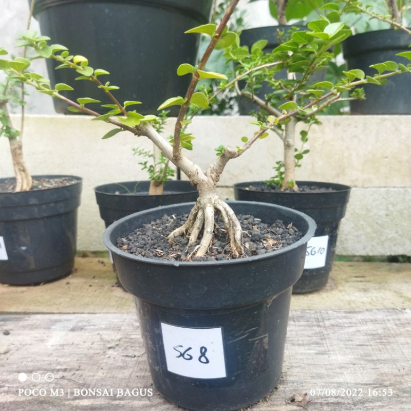 Jual Bahan Bonsai Sancang Mini (Premna Mycrophylla) | Shopee Indonesia