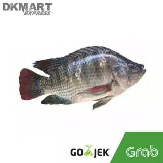 Jual Ikan Mujaer Terlengkap & Harga Terbaru Juni 2024 | Shopee Indonesia