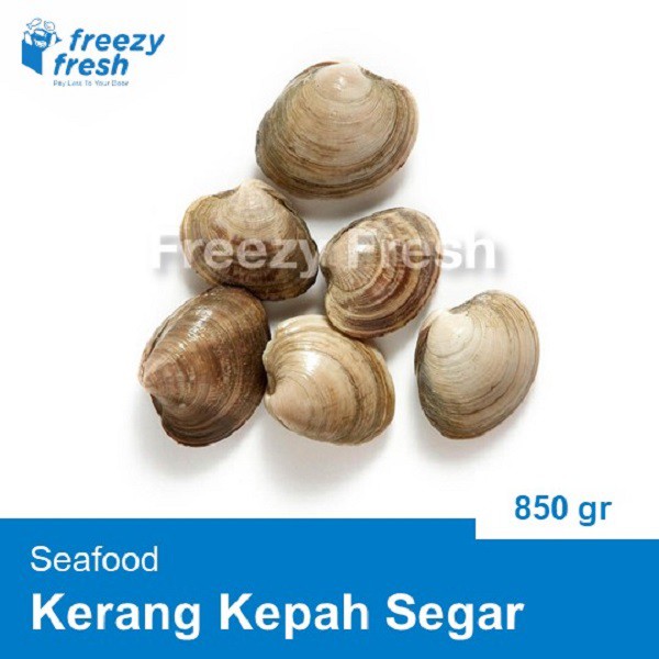 Jual Kerang Kepah Segar 850gram | Shopee Indonesia
