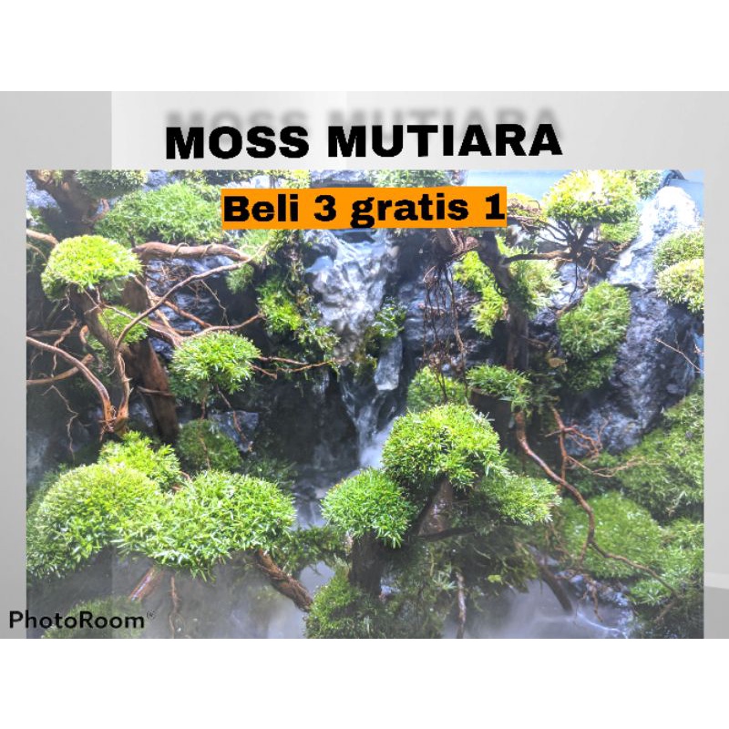 Jual [BELI 3 GRATIS 1] Moss Darat / Moss Mutiara paludarium vivarium ...