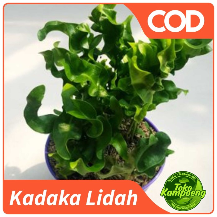Jual kadaka lidah api langka (polypodium twister fern green wave ...