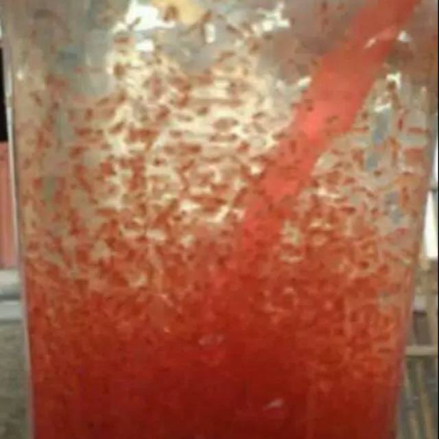 Jual Daphnia Magna/kutu air raksasa pakan ikan cupang, guppy, discus yg ...