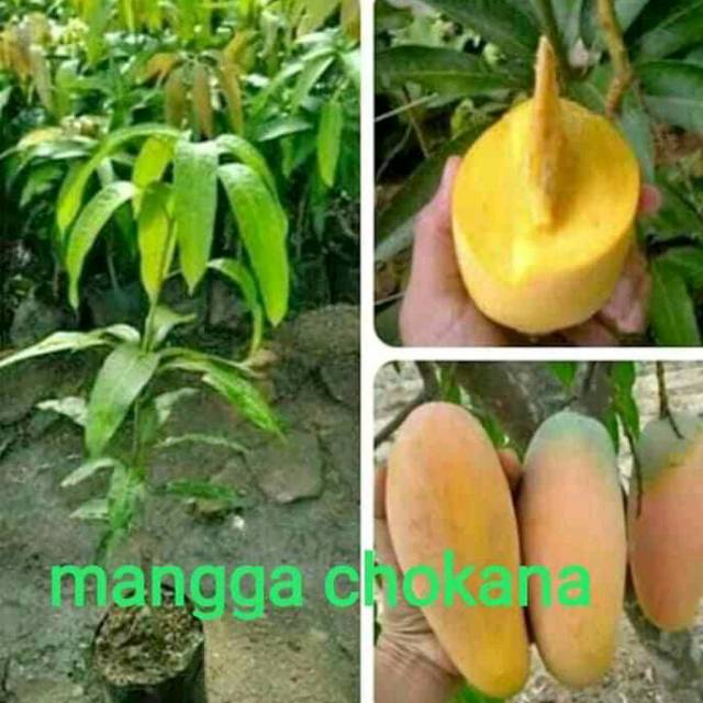 Jual Yuk di order bibit mangga cokanan rasanya manis | Shopee Indonesia