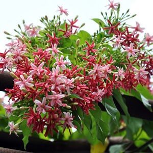 Jual Melati belanda (Plumeria spp.) MERAMBAT - Bibit pohon melati ...