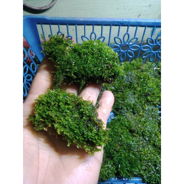 Jual ricardia 1 nampan ukuran 20x20.. | Shopee Indonesia