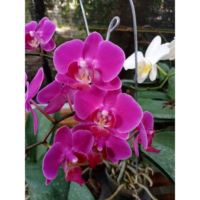 Jual Anggrek Bulan Mini | Shopee Indonesia