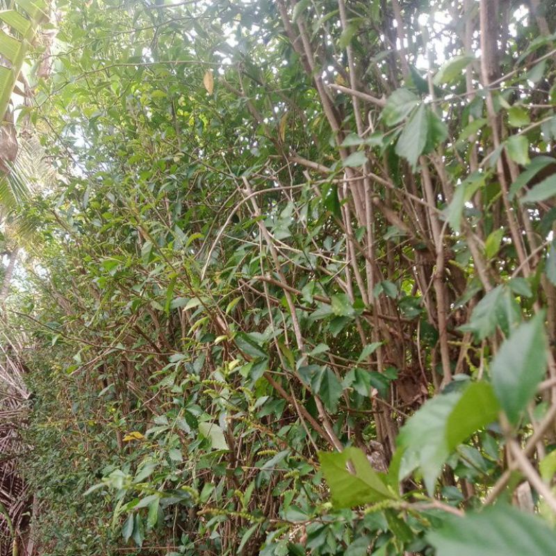 Jual 20Bibit teh tehan tetehan tanaman pagar | Shopee Indonesia
