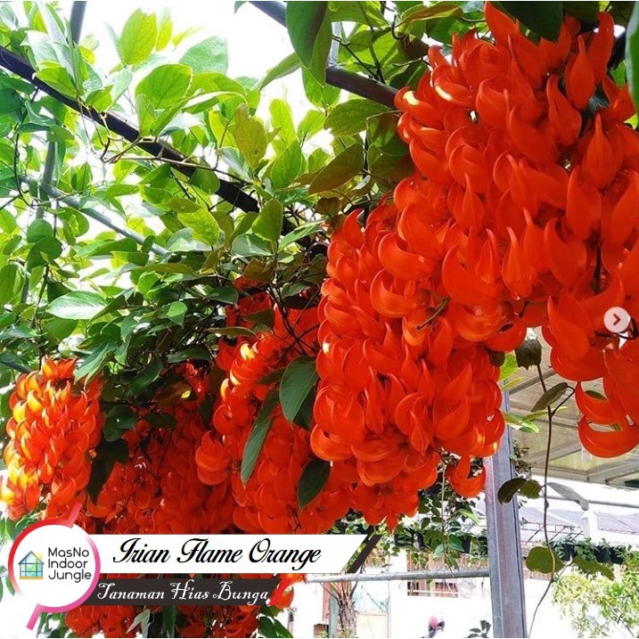 Jual Bibit Tanaman Hias Bunga Flame Of Irian - Irian Flame Orange ...