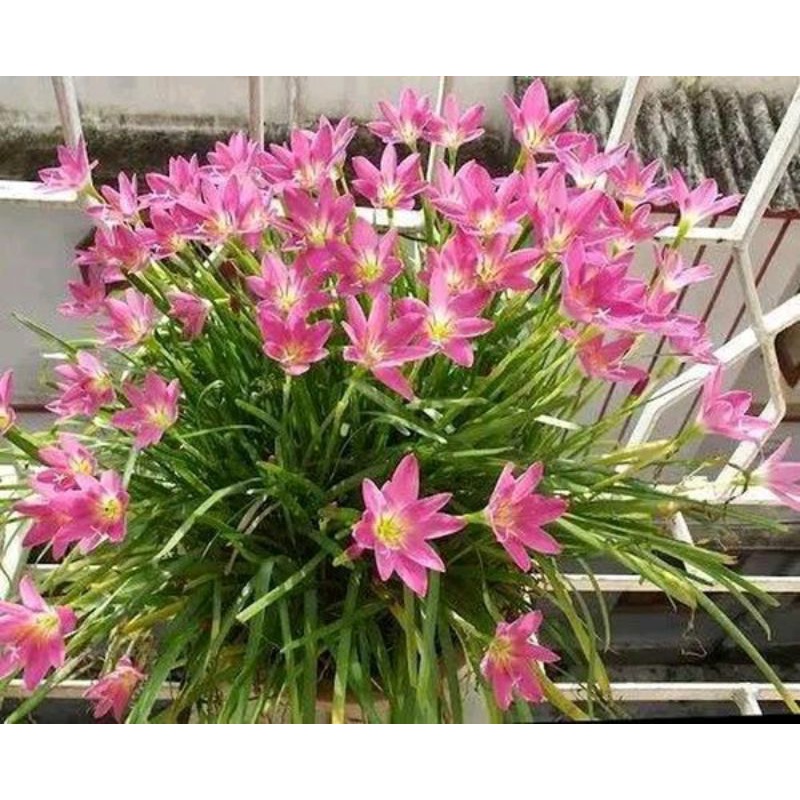 Jual tanaman hias kucai tulip bunga pink - Tanaman Hidup-Bunga Hidup ...