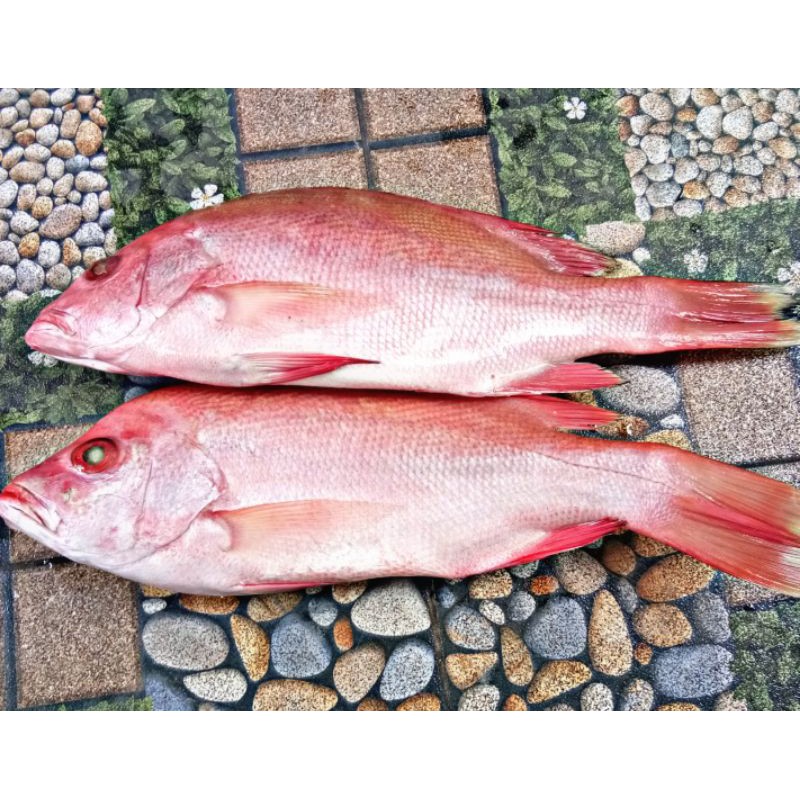 Jual Jual Promo Ikan kakap merah fresh | Shopee Indonesia