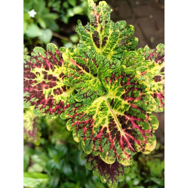 Jual tanaman miana batik sp | Shopee Indonesia