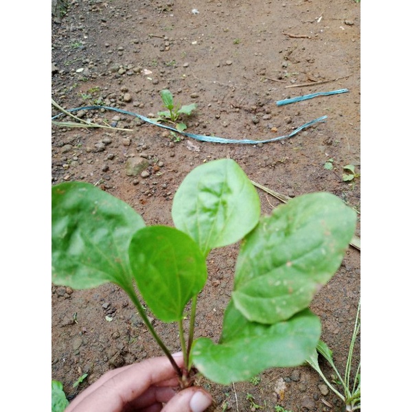Jual Daun sendok-Daun kiurat herbal segar | Shopee Indonesia