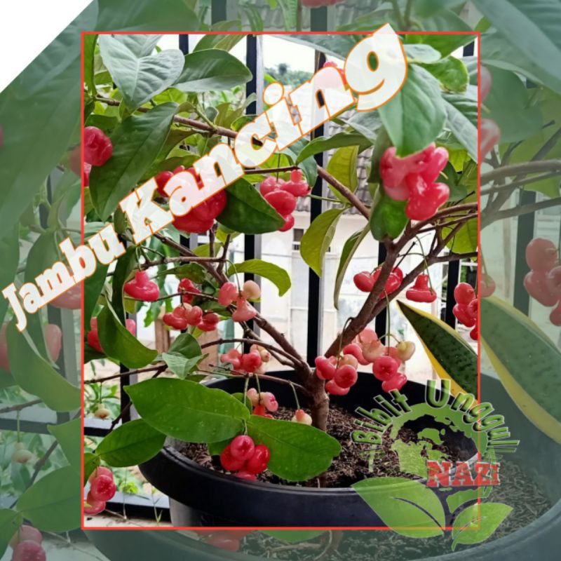Jual Bibit Jambu KANCING merah super bisa tanam dalam pot (TABULAMPOT ...