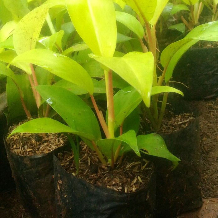 Jual tanaman hias pilo lemon - TANAMAN HIAS HIDUP | Shopee Indonesia