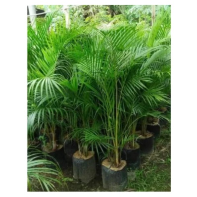 Jual tanaman palem kuning // pohon palem kuning tinggi 1,5 meter up ...