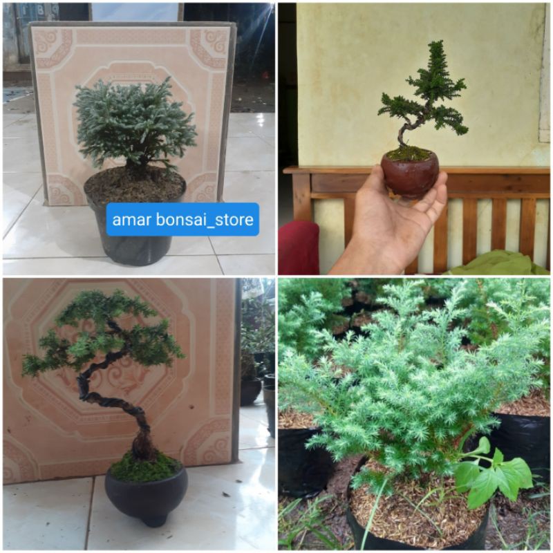 Jual Paket 4 bonsai cemara - Tanaman hias cemara | Shopee Indonesia